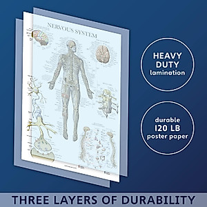Palace Learning 4 Pack - Anatomical Poster Set - Laminated - Muscular, Skeletal, Nervous System, Dermatomes - Anatomy Chart Set (LAMINATED, 18” x 24”)