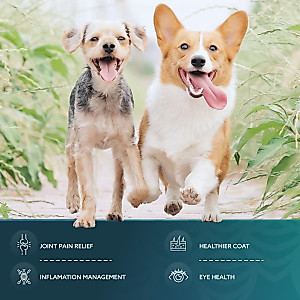GLX3 Green Lipped Mussel Oil for Dogs | Joint & Hip Comfort Omega-3 Supplement | Ideal for All Dog Breeds and Ages | 1 Month Supply, 60 Soft Chews w/Natural Ingredients