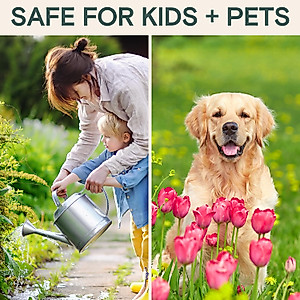 Arber Organic Liquid Concentrate for Indoor and House Plants | Natural Gardening (Organic Disease & Insect Set)