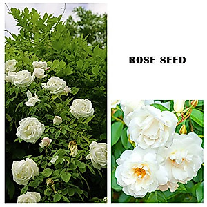 200+ White Rare Rose Seeds Multicolored Flower Non-GMO Heirloom Garden Home for Planting to Grow