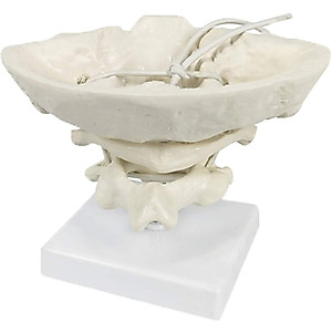 Vacoomcom Model Educational Model Occiput Model - Human Cervical Spine Model Occipital Bone Model PVC Material Atlas and Axis with Occipital Bone Model for Medical Teaching Training Aid (Color : A)