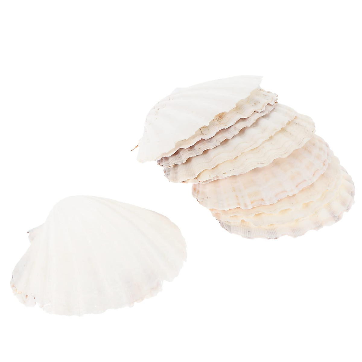 10 Pcs Natural Baking Sea Shells, 5 Inch Baking Shells, Scallop Shells for Serving Food (Random Color)