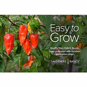 Ghost Pepper Seeds for Planting Spicy Hot - Heirloom Non-GMO Hot Pepper Seeds for Home Garden Vegetables Makes a Great Plant Gift for Gardening by Gardeners Basics