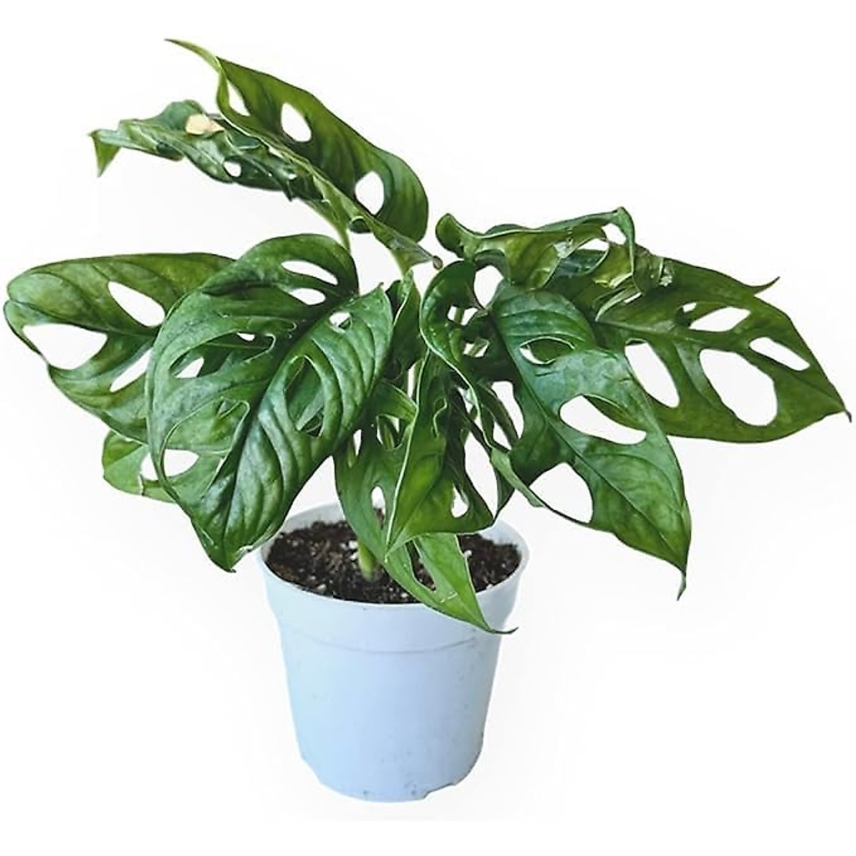 Monstera Adansonii Swiss Cheese Plant, Unique and Beautiful Statement in Any Space, Green Thumbs up and Plant Lover's Favorites in 4" Pot - Hopewind Plants Shop