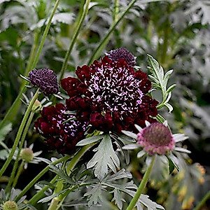 Outsidepride Annual Scabiosa Red Pincushion Garden Cut Flowers for Arrangements, Drying, & Pressing - 200 Seeds
