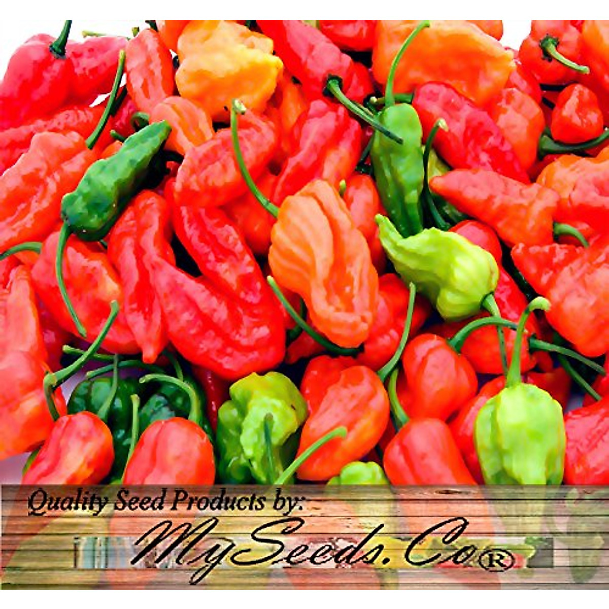 BIG PACK - (500+ Seeds) Hot Pepper Combo I - Bhut Jolokia Ghost Pepper, Habanero Orange, Habanero Red, Jamaican Yellow, Jamaican Red Pepper Seeds- Non-GMO Seeds by MySeeds.Co (BIG PACK - Hot Pepper I)