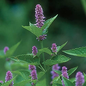 CHUXAY GARDEN 30 Seeds Agastache Foeniculum,Anise Hyssop,Fragrant Giant Hyssop, Lavender Hyssop, Anise Hyssop Perennial Organic Agastache Edible Seasoning Plants Easy Grow