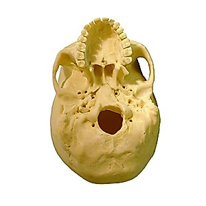 Life-Size Human Skull Anatomy Medical Studies Replica, Model 3093001