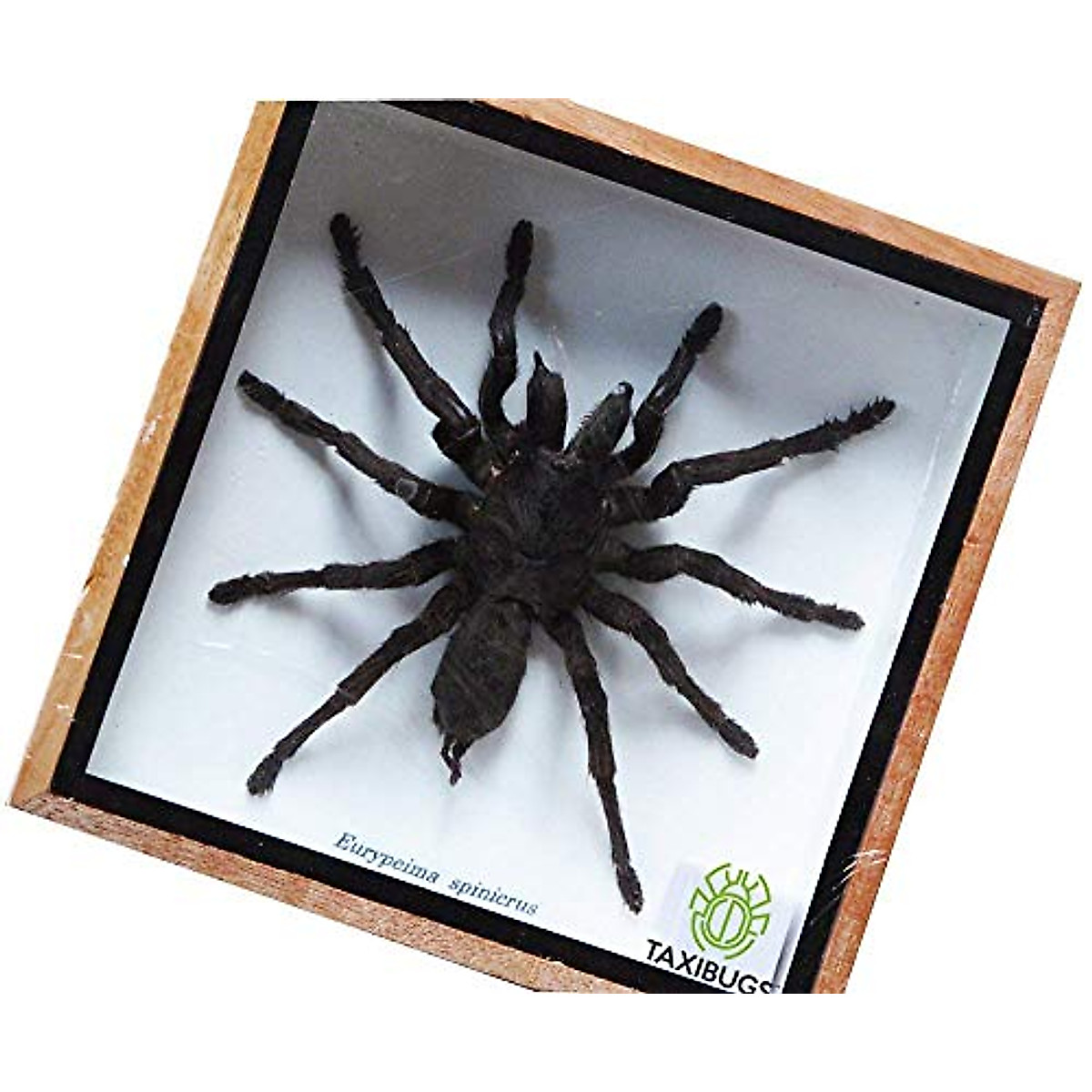 Real Giant Bird Eating Eurypeima Spincrus Tarantula Spider Animals Taxidermy in Frame