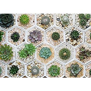 800pcs Mix Rare Succulent Seeds for Planting, DIY Bonsai Ornamental Plant, Non-GMO Open Pollinated Seeds