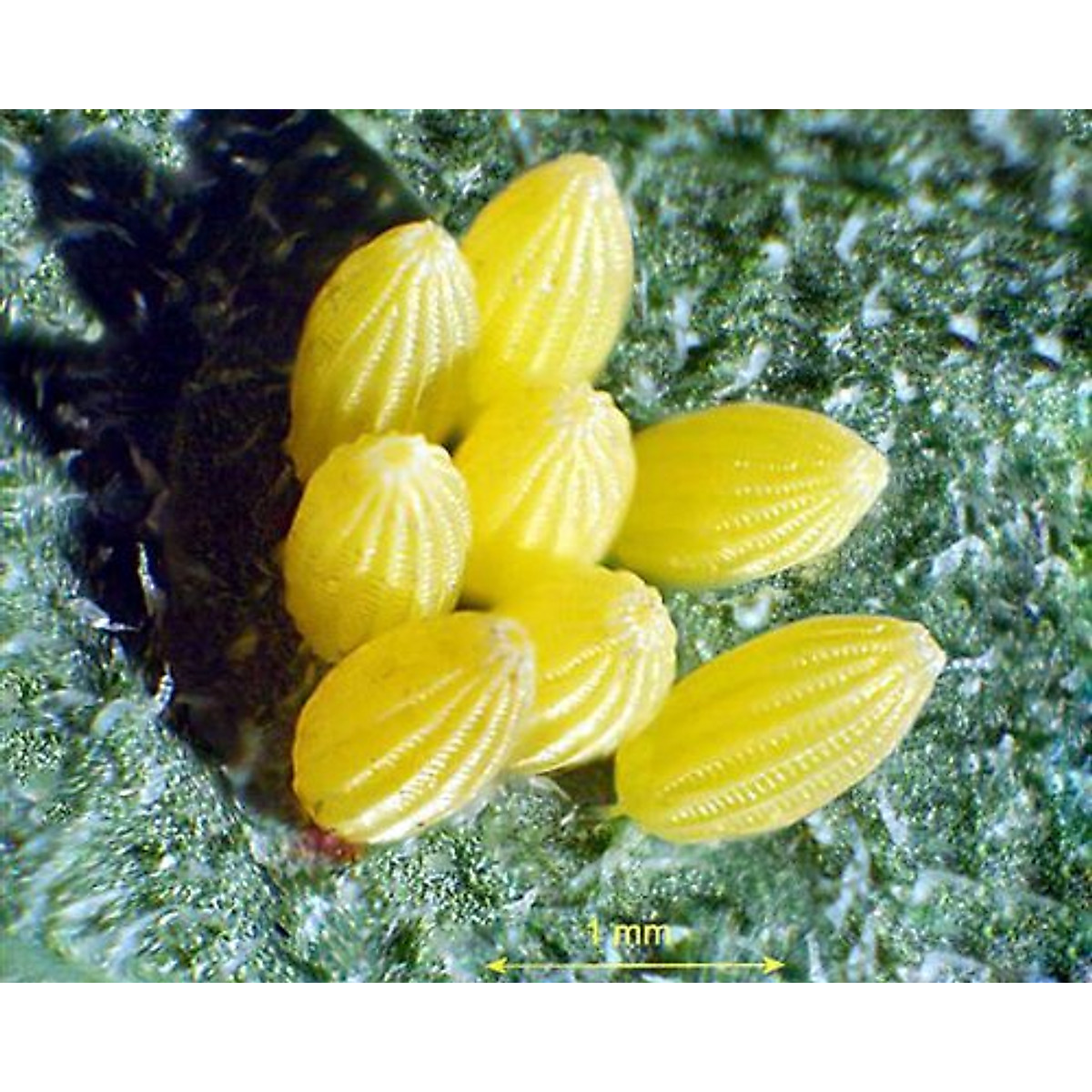 AmScope SM-6TZ-FRL-5M Digital Professional Trinocular Stereo Zoom Microscope, WH10x Eyepieces, 3.5X-90X Magnification, 0.7X-4.5X Zoom Objective, 8W Fluorescent Ring Light, Clamping Articulating Arm Stand, 110V-120V, Includes 0.5X and 2.0X Barlow Lenses an