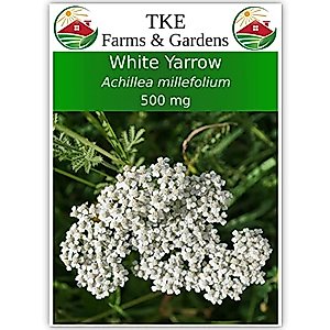TKE Farms - White Yarrow Seeds for Planting, 500 milligrams ~ 3000 Seeds, Achillea millefolium