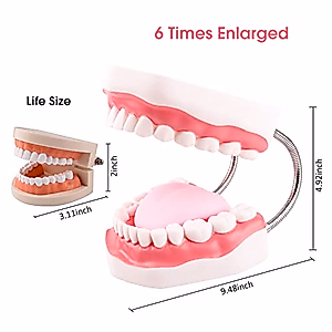 Ultrassist Mouth Model Metal Hinge for Speech Therapy, Ideal Brushing Teaching Dental Teeth Model for Kids and Children, 6 Times Enlarge, Includes Toothbrush