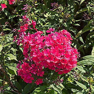 Outsidepride Phlox Crimson Ground Cover, Garden Flowers, Bedding & Container Plants - 1000 Seeds