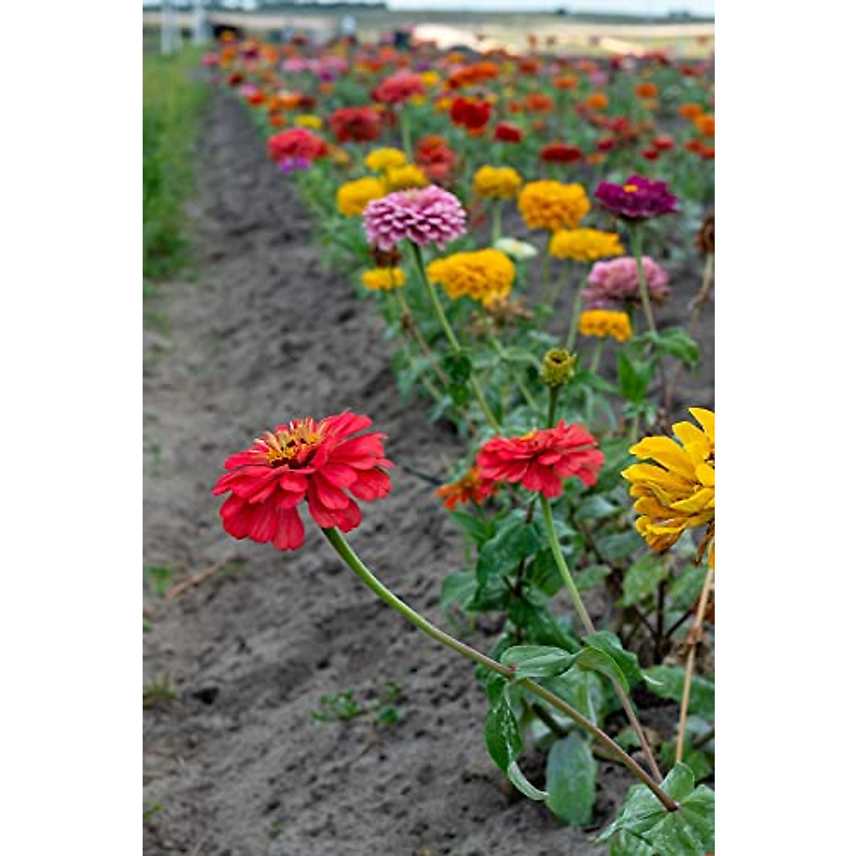 California Giant Zinnia Seeds Mix - Easy Growing, Cut Flowers