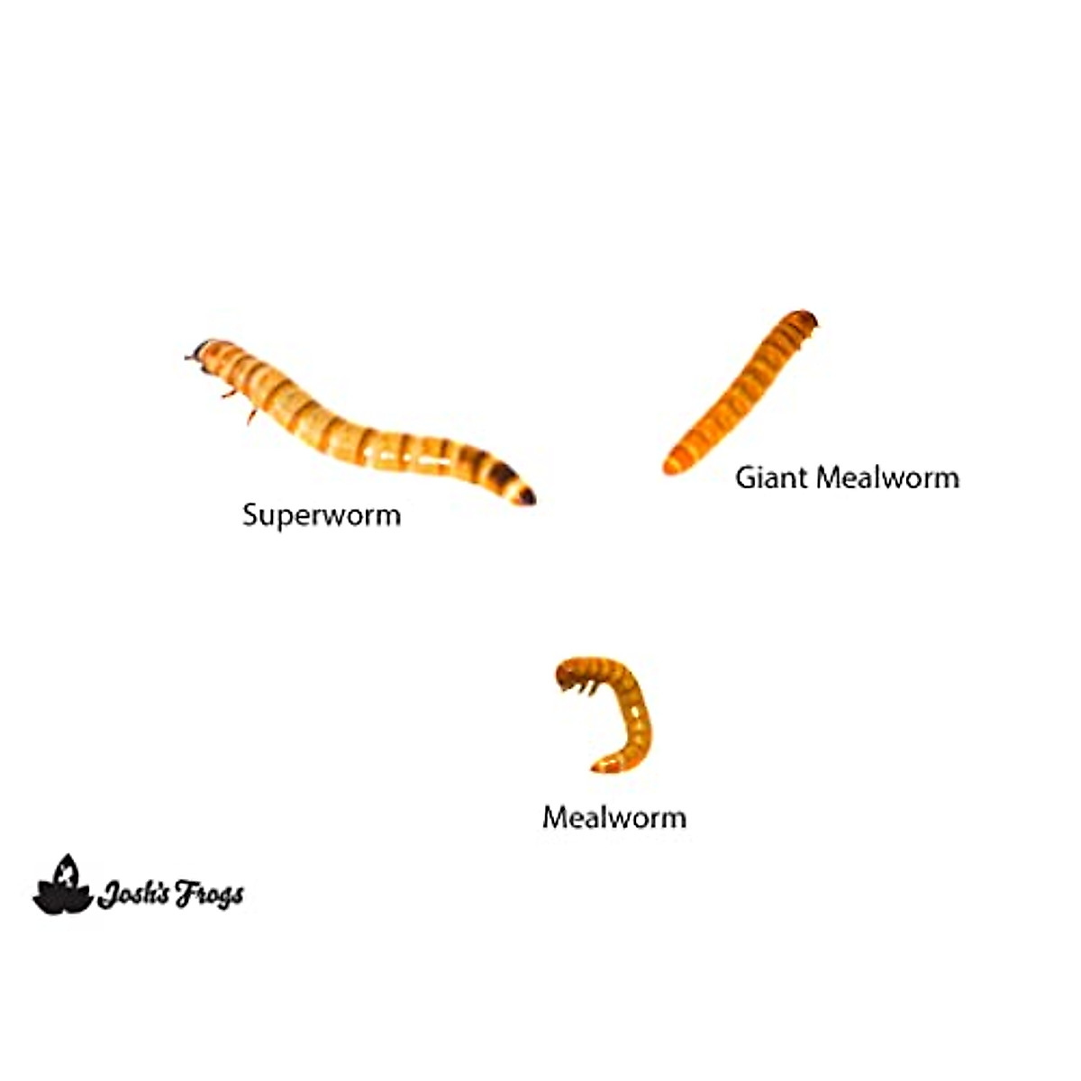 Josh's Frogs Superworms (50 Count)