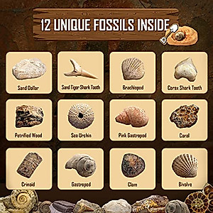 Byncceh Fossil Dig Kit - Educational STEM Science Toys for Kids Ages 6+ - Dig Up 12 Real Fossils & Dinosaur Bones - Digging Activities Kits - Paleontology, Discovery Gifts for Boys & Girls