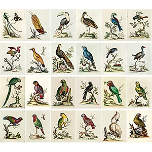 Vintage PostCards 24 pcs Amazing Birds George Edwards Vintage Illustrations