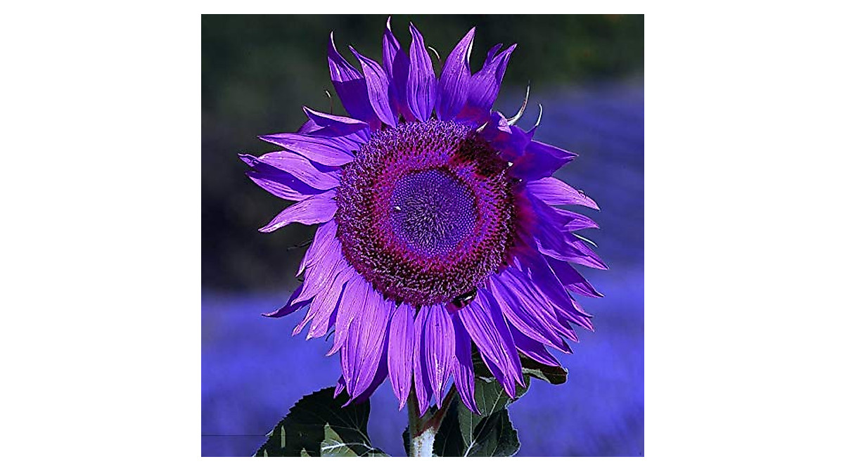 Plant Purple Sunflower Seeds for Garden Decor