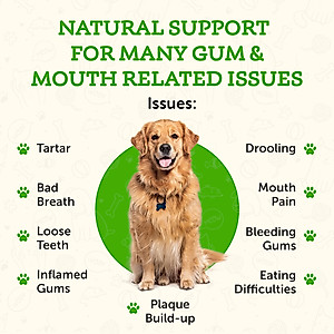 Animal Essentials Healthy Gums for Dogs & Cats - Dental Care, Mouth & Gum Support, Dental Drops, All Natural Pet Supplement, Oral Care - 1 Fl Oz