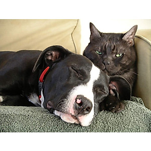 cat Skin Conditioner - PET Allergy Relief - for Dogs and Cats - Stop ITCHING and HOT Spots - Healthy Immune Support - cat Coat Supplement - 2 Bottles (150 Tablets)