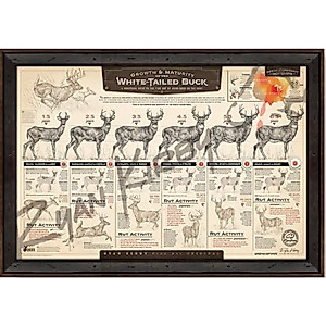 "The Growth & Maturity of the White-tailed Buck" Fine Art Paper Print
