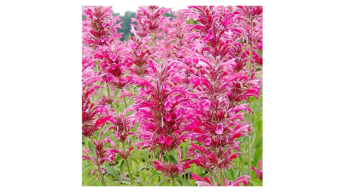Hummingbird Mint Seeds Agastache Heather Queen Fragrant Deer & Drought ...