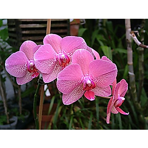 Peters Professional 20-20-20 General Purpose Fertilizer 3 Lb. (1)