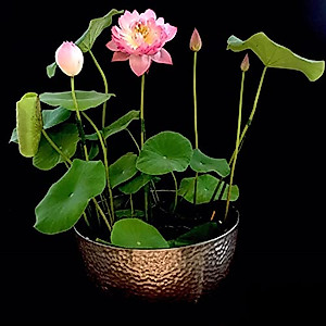 Mixed Bonsai Lotus Seeds Mixed Color Water Lily Flower Plant Fresh Garden Seeds,Finest Viable Aquatic Water Features Seeds (30 Pcs)