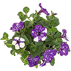GardenGeng 300+ Rare Night Sky Petunia Seeds for Hanging Baskets - Dwarf Wave Petunia Flower Seeds for Planting Home Garden Non-GMO Heirloom Variety