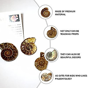 ULTECHNOVO 2pcs Ammonite Shell Fossil Madagascar Extinct Natural Stones Minerals Specimen for Basic Paleontology Biological Science Education Laboratory Supply