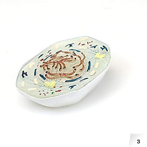 Parco Scientific PB00160 Animal Mitosis 3D Model | 9 Stage Mitosis Demonstration | Biology Classroom Cell Division Display | Detailed Open Cell Organelles | Pieces Equipped with Stand | W Manual