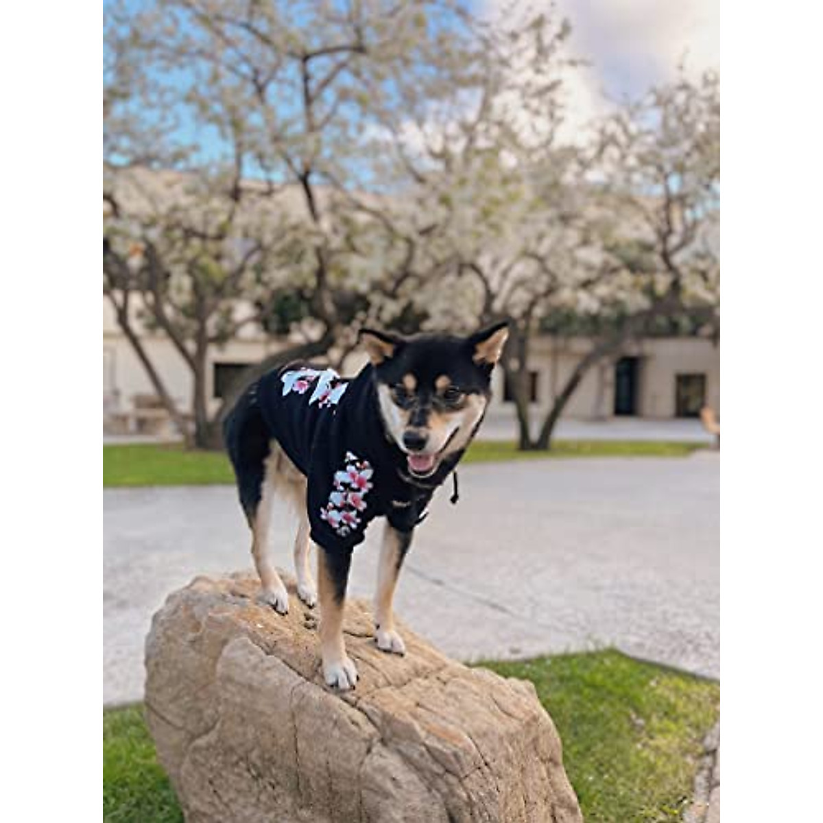 ChoChoCho Woof Dog Hoodie, Designer Dog Hoodies for Small Medium Large Breeds, Art Collection Dog Sweatshirts, Street Drawstring Hoodies Outfit Clothes for Puppy Puppies (M, Sakura/Black)