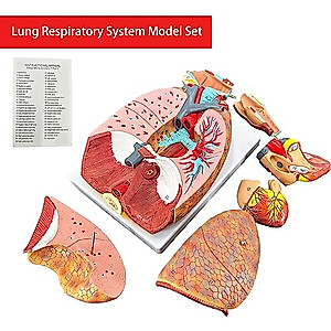 Veipho Human Lung Model, Respiratory System Model with 51 Parts Indication Signs, 7 Removable Parts Life Size Lung Model, Lung Anatomical Model, Includes Heart and Throat & Base and Chart