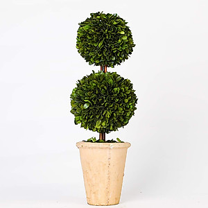 Boxwood VALLEY Real Preserved Boxwood Evergreen Potted Tree Globe Tree Topiary in Terracotta Planter, Home Decor Farmhouse (Double Balls Topiary, 20 inches)