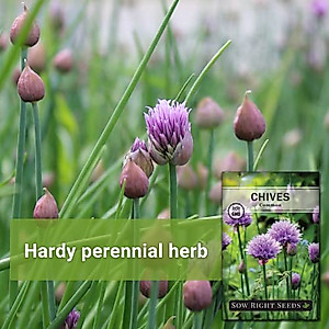 Sow Right Seeds - Chives Seed for Planting - Non-GMO Heirloom; Instructions to Plant and Grow Kitchen Herb Garden, Indoor or Outdoor; Great Garden Gift (1)
