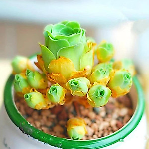 100 Lithops Bonsai Seeds Living Stones Seeds Flower Succulent Cactus 100 Mixed Seeds for Planting