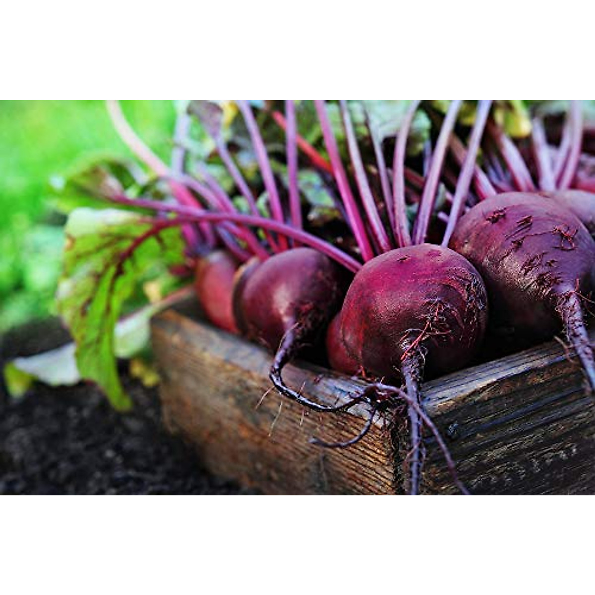 Red Ace Beet Seeds, 100 Seeds Per Packet, Non GMO Seeds Scientific Name: Beta vulgaris, Isla's Garden Seeds