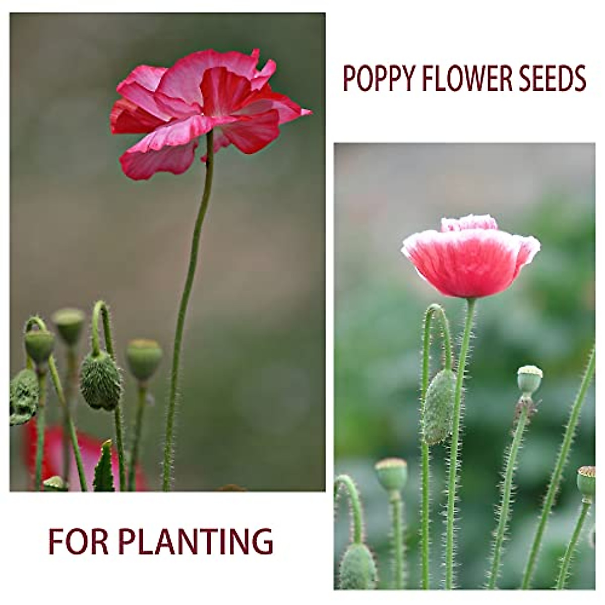 10000+ Mix Color California Poppy Flower Seeds for Planting Open-Pollinated Non GMO, Year Round Planting (Pink, Red, White, Yellow)