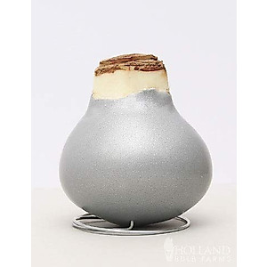 Silver Base Waxed Amaryllis White Intokazi Flower Bulb with Stand, No Water Needed