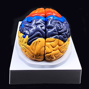 Human Brain Model,Color-Coded Partitioned Brain，2 Parts, Anatomically Accurate Brain Model Life Size Human Brain Anatomy for Science Classroom Study Display Teaching Medical Model