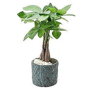 Arcadia Garden Products LV49 Money Tree, Live Indoor Plant in Tropico Leaf Ceramic Planter for Home, Work, or Gift, Blue