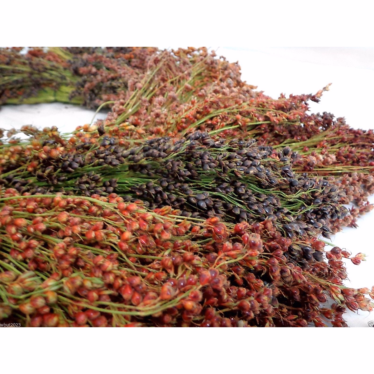 BROOM CORN SEEDS - Sorghum vulgar Mixed,Cream,Gold,Red, Brown,Burgundy and More(3000 Seeds)