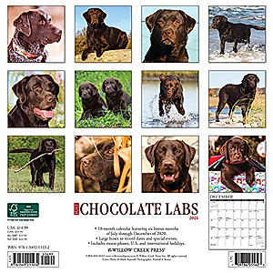 Just Chocolate Labs 2021 Wall Calendar (Dog Breed Calendar)