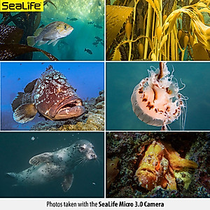 SeaLife Micro 3.0 Pro Duo 5000 Set Underwater Camera & Dual Light Set for Photography and Video, Easy Set-up, Wireless Transfer, Includes Travel case