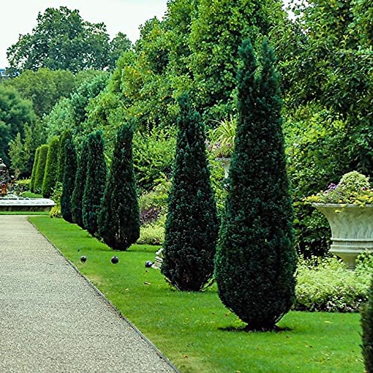 Hetzi Juniper | 3 Live Gallon Size Trees | Juniperus Chinensis | Drought Tolerant Cold Hardy Evergreen Privacy Screening Plants