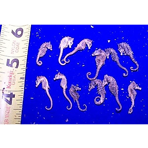 Bulk Dried Common Seahorse Real Sea Horse Craft Supplies AQUA FARMED - TINY - Under 1" (25 PIECES)