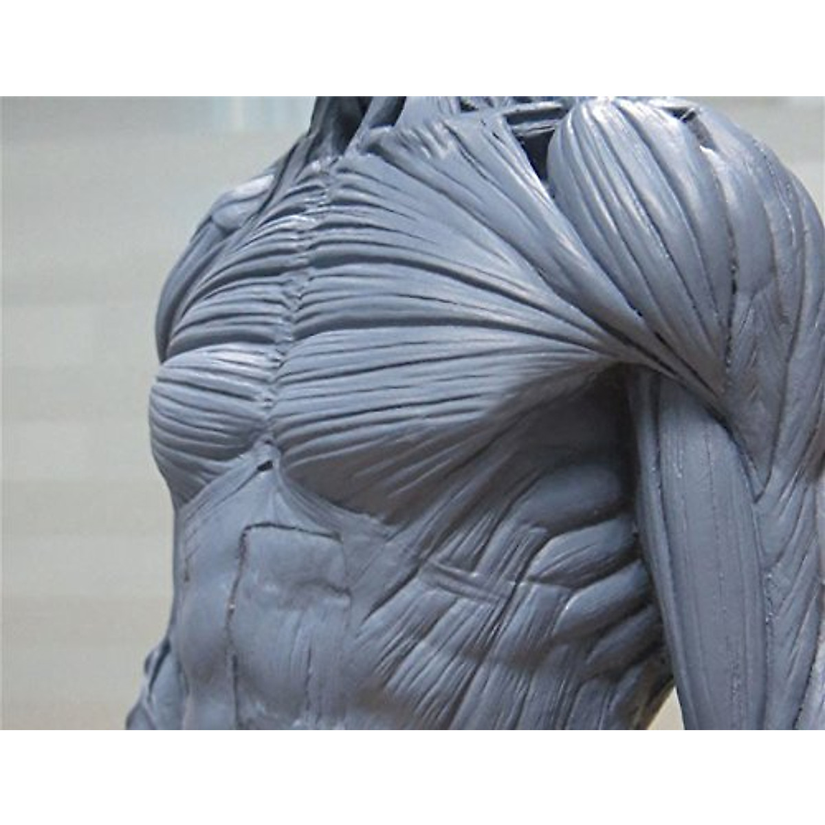 NSKI 1:6 30cm Resin Human Skeleton Anatomical Model Anatomy Skull Sculpture Head Body Muscle