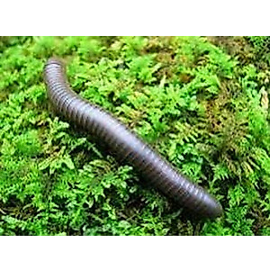 Insectsales.com Live Smoky Oak Millipede (NARCEUS GORDANUS) Educational & Fun