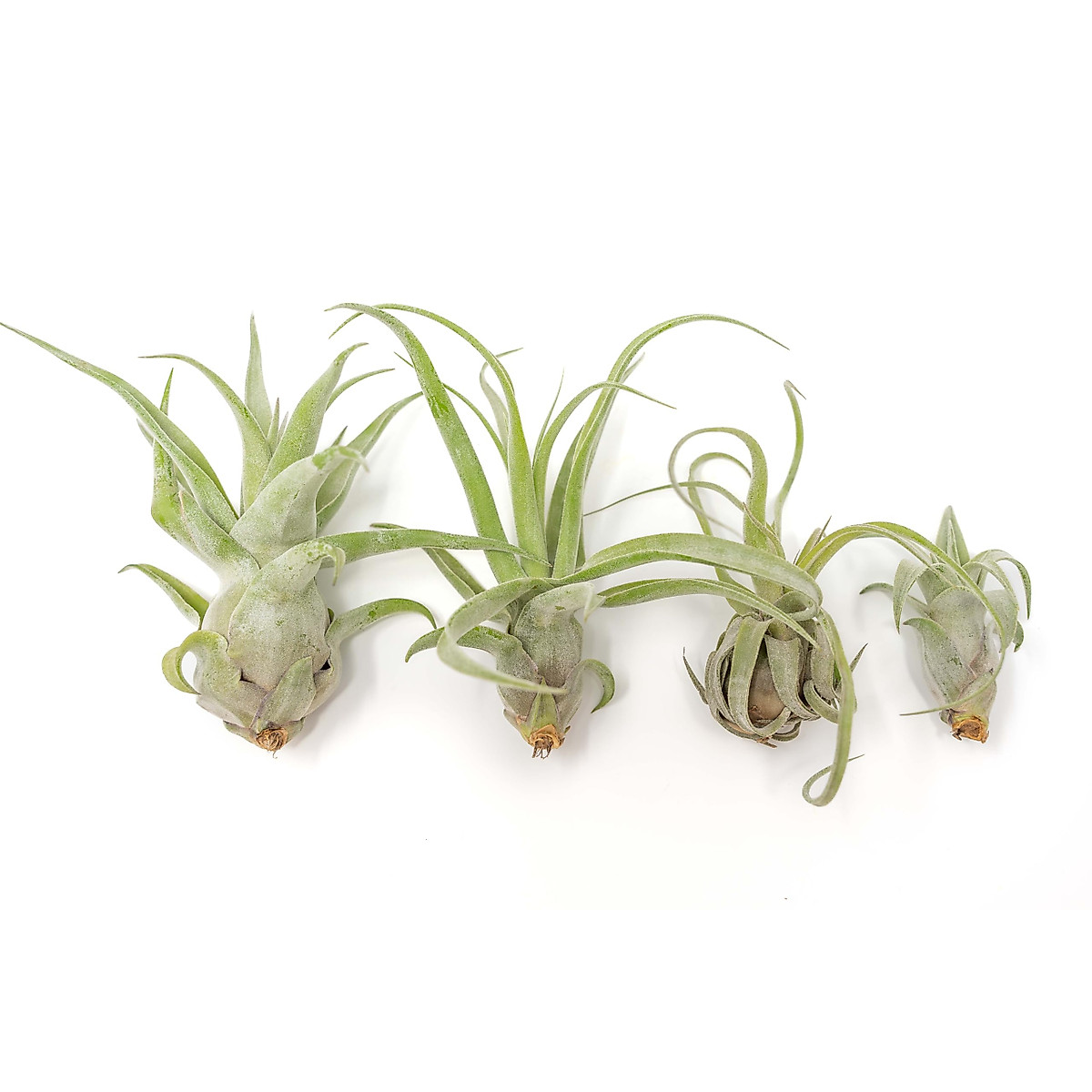 Medium Air Plants Streptophylla - Live Tillandsia Succulent House Plants - Available in Wholesale and Bulk - Home and Garden Decor - Easy Care Indoor and Outdoor Plants (Pack of 1)